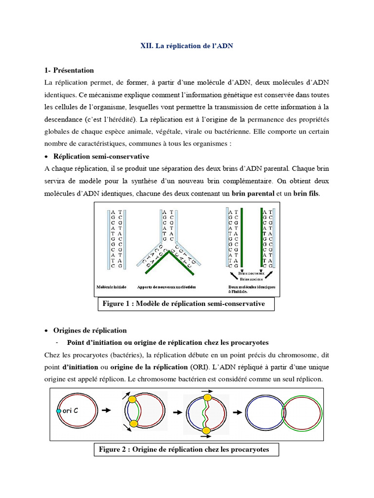 La Replication de l'ADN | PDF