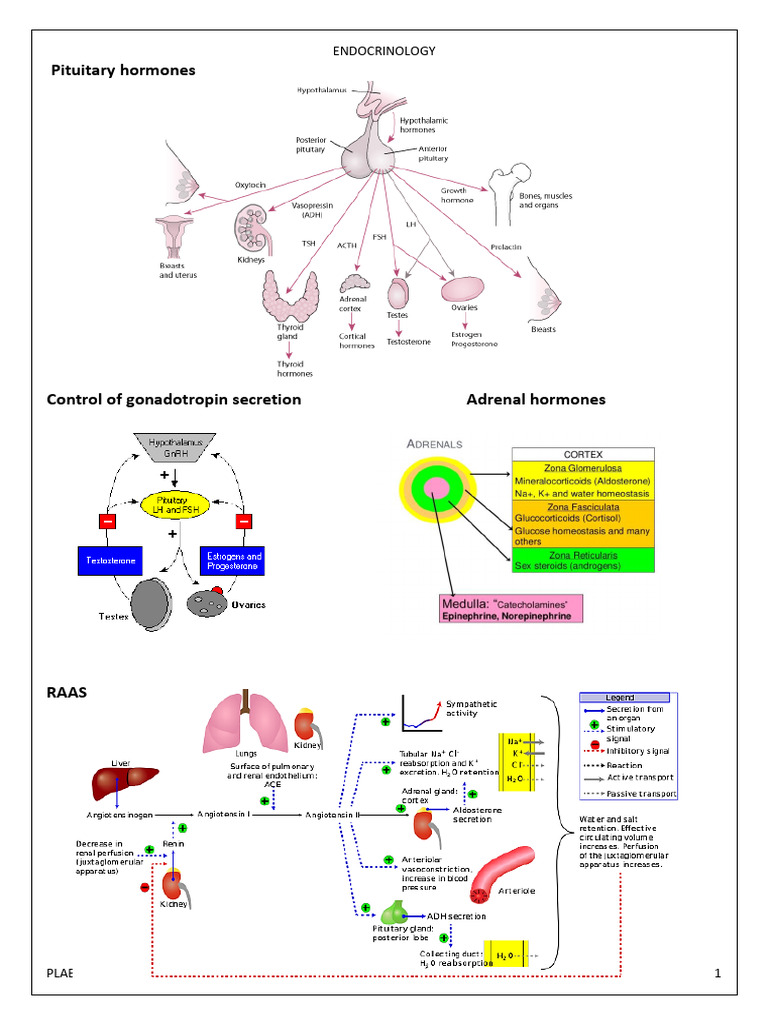 Endocrinology (PLAB VERSE) | PDF