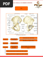 Anatomia do Osso Ilíaco e Pelve | PDF | Coluna vertebral | Pélvis