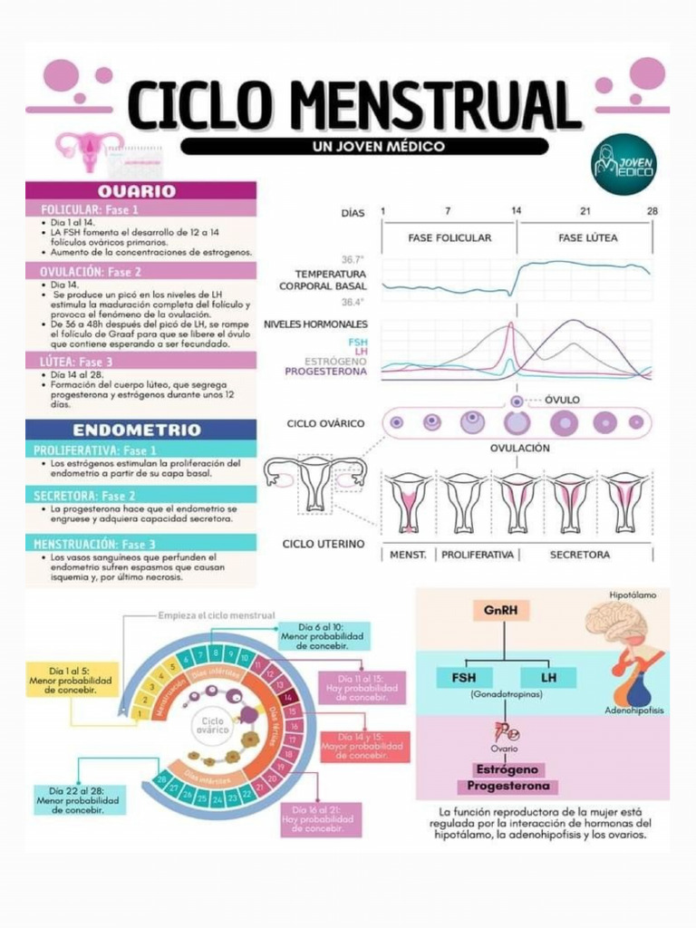 Ciclo Menstrual - 240106 - 115900 | PDF