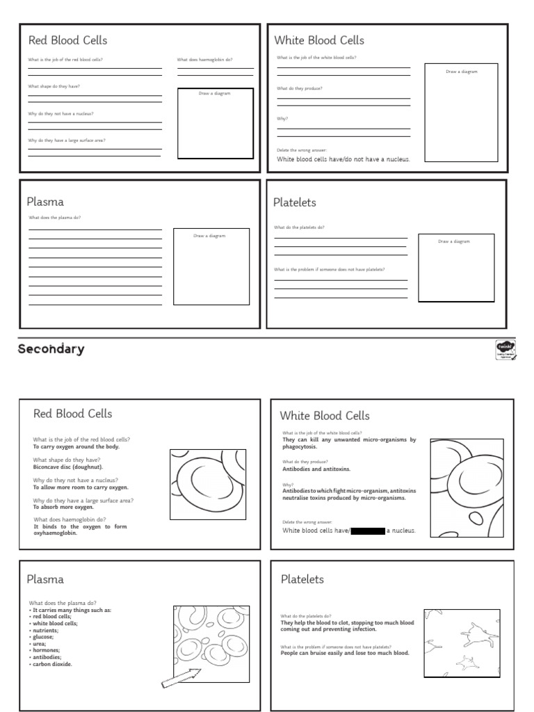 Red Blood Cells White Blood Cells | PDF | Blood | Blood Cell