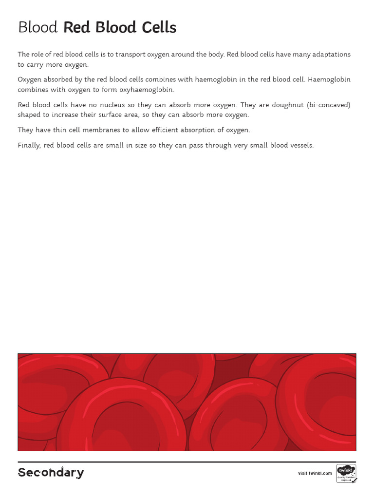 Information Sheet Blood Cells | PDF