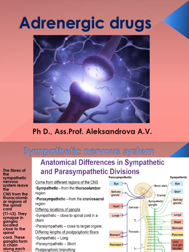 Adrenergic Agents | PDF | Physiology | Medical Specialties