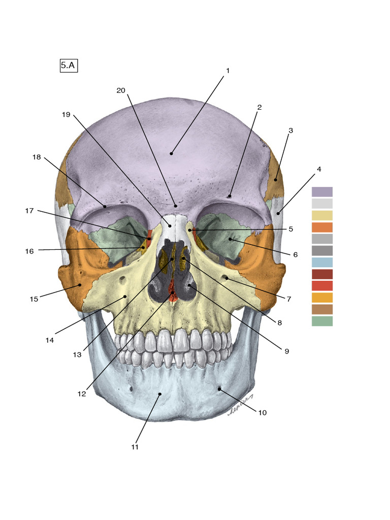 Cranium | PDF