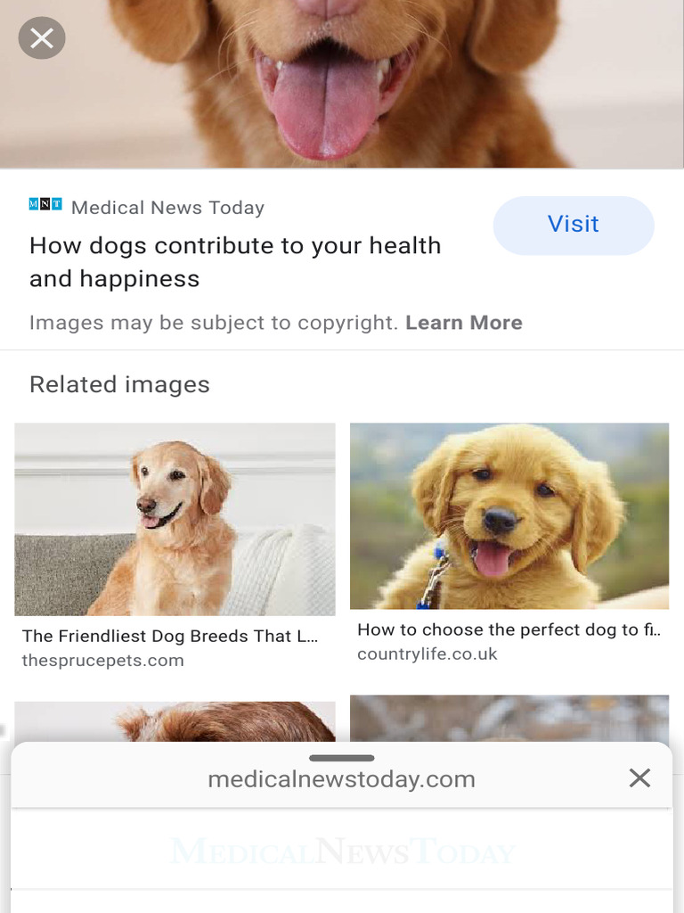 Dog - Google Search | PDF