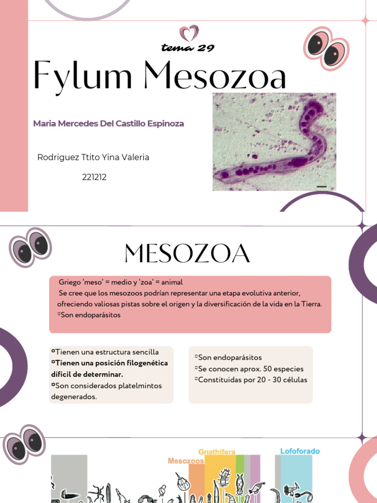 Clasificación y Ciclo de Vida de Mesozoos | PDF | Eucariotas | Organismos
