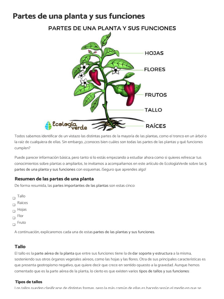 Partes de Una Planta y Sus Funciones | PDF