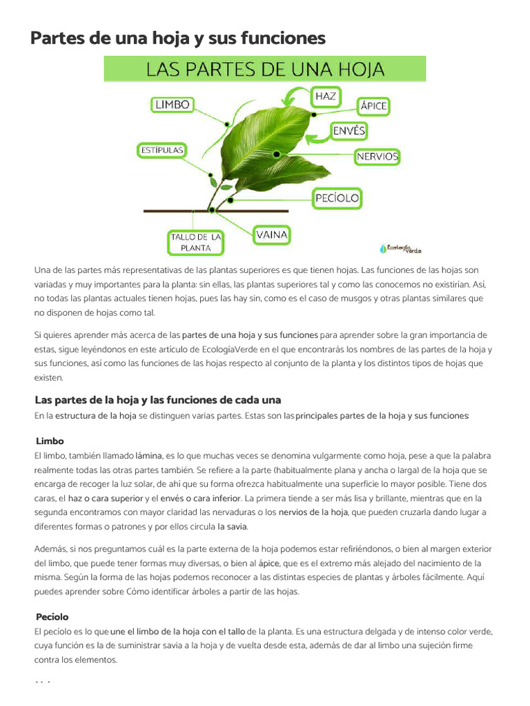 Partes De Una Hoja Y Sus Funciones Pdf 6677