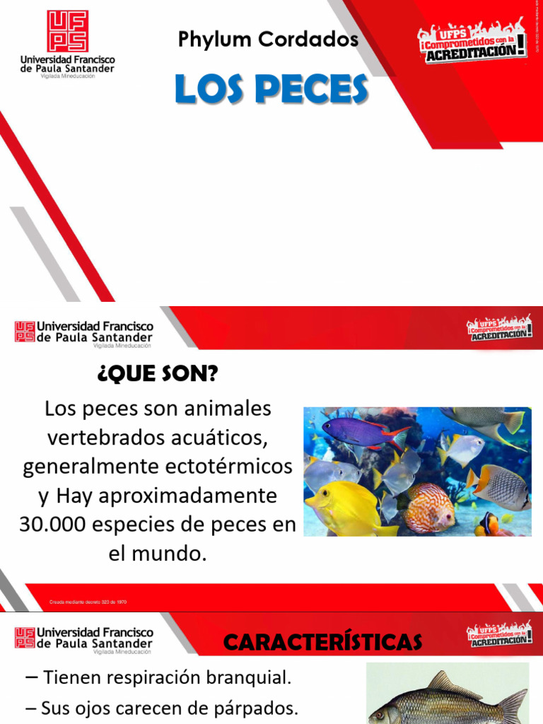 Peces 1 | PDF