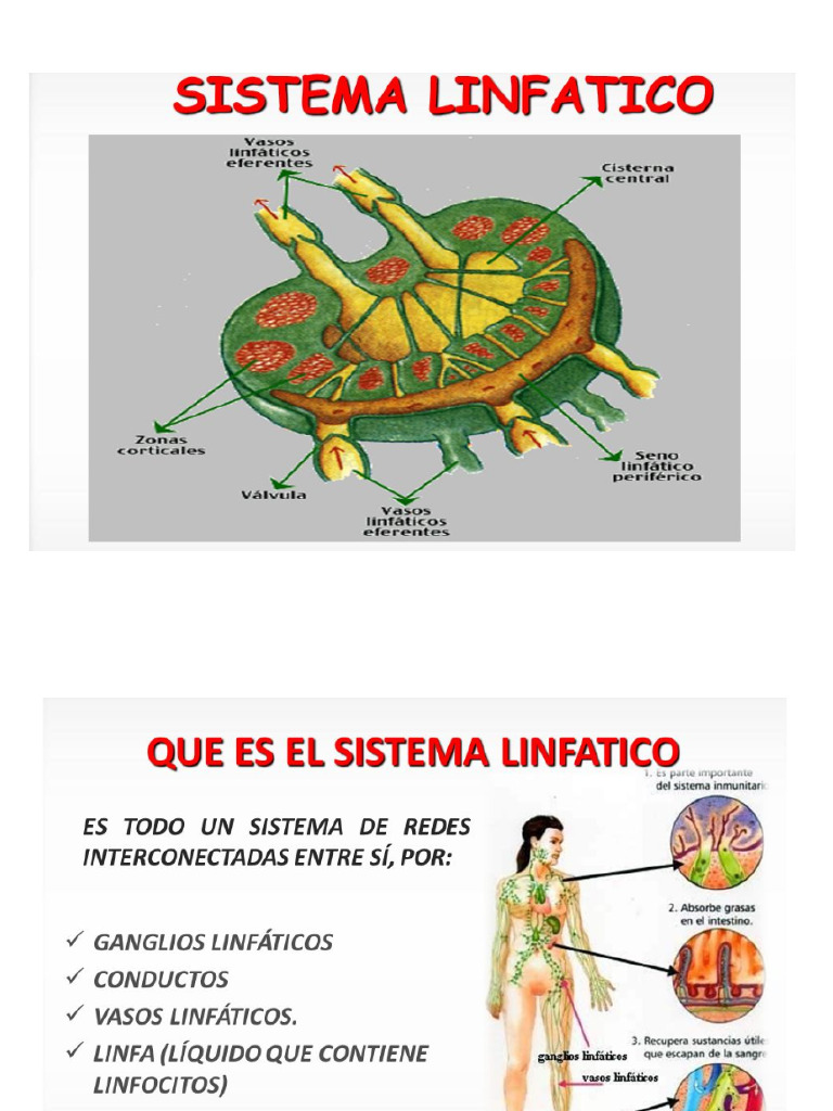 Sistema linfatico | PDF