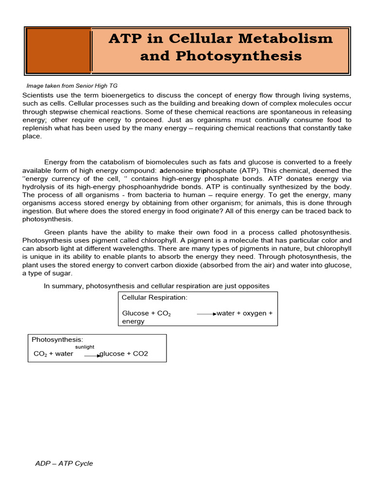 ATP Cellular Metabolism and Photosynthesis | PDF