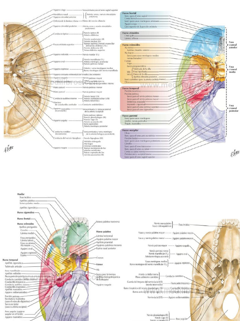 HUESOS Y AGUJEROS ENDOCRANEO NETTER | PDF