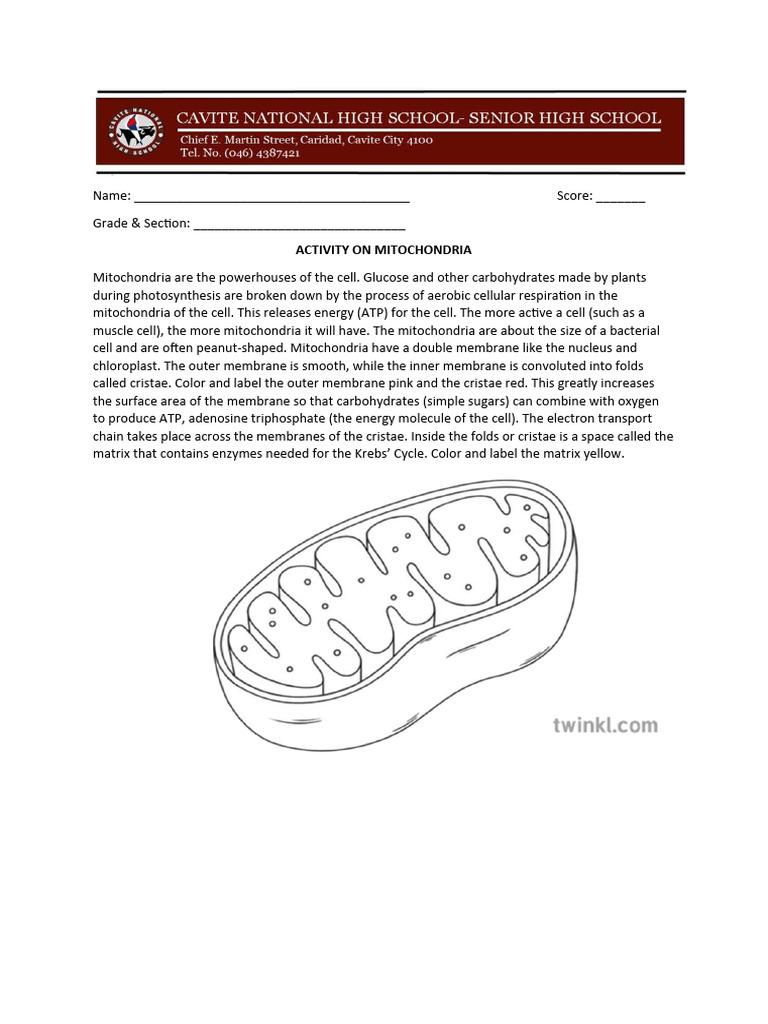Activity on Mitochondria | PDF