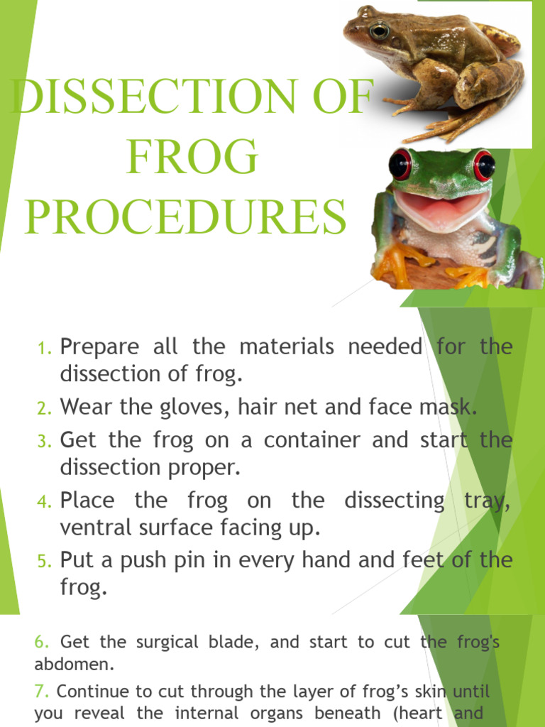 Frog Dissection Step-by-Step Guide | PDF