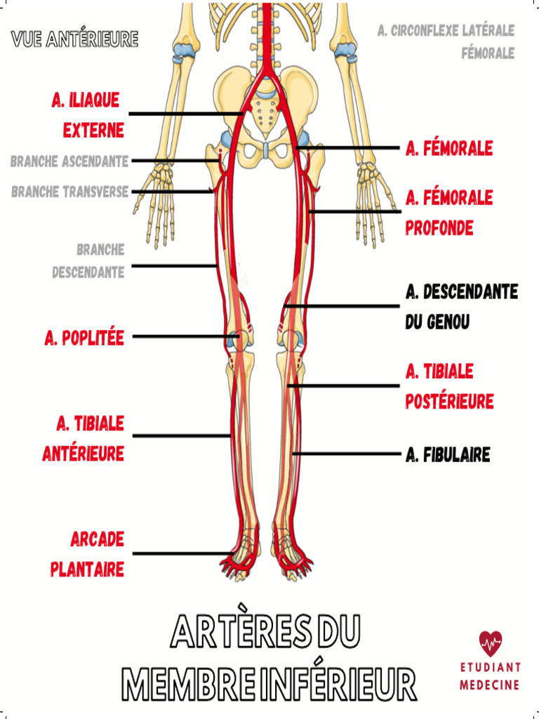 Artères Du Membre Inférieur | PDF