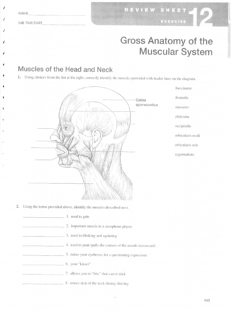Gross Anatomy of Muscular Sys Labeling | PDF