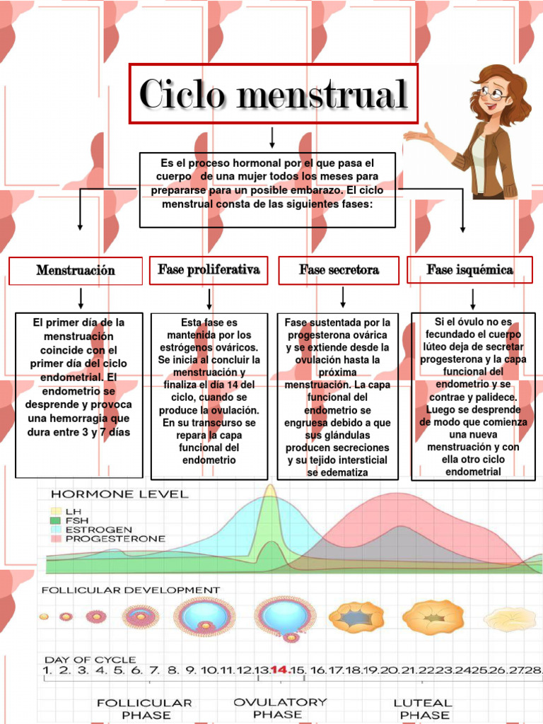 Ciclo Menstrual Organizador | PDF