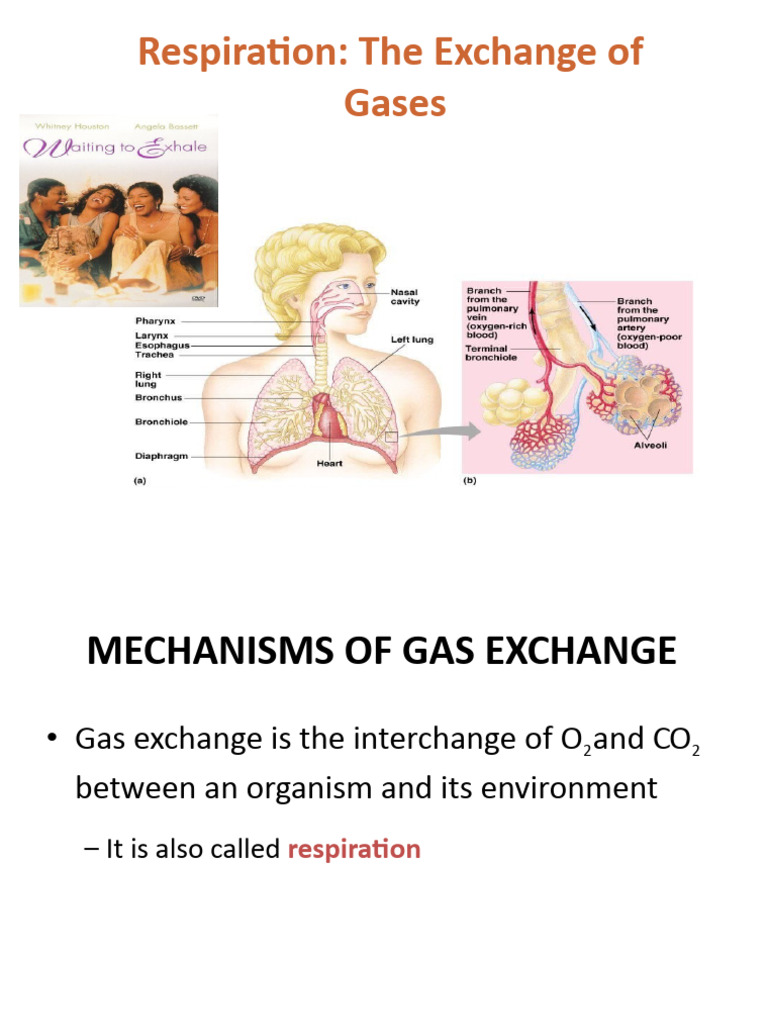 Gas Exchange and Respiratory Health | PDF | Wellness | Science ...
