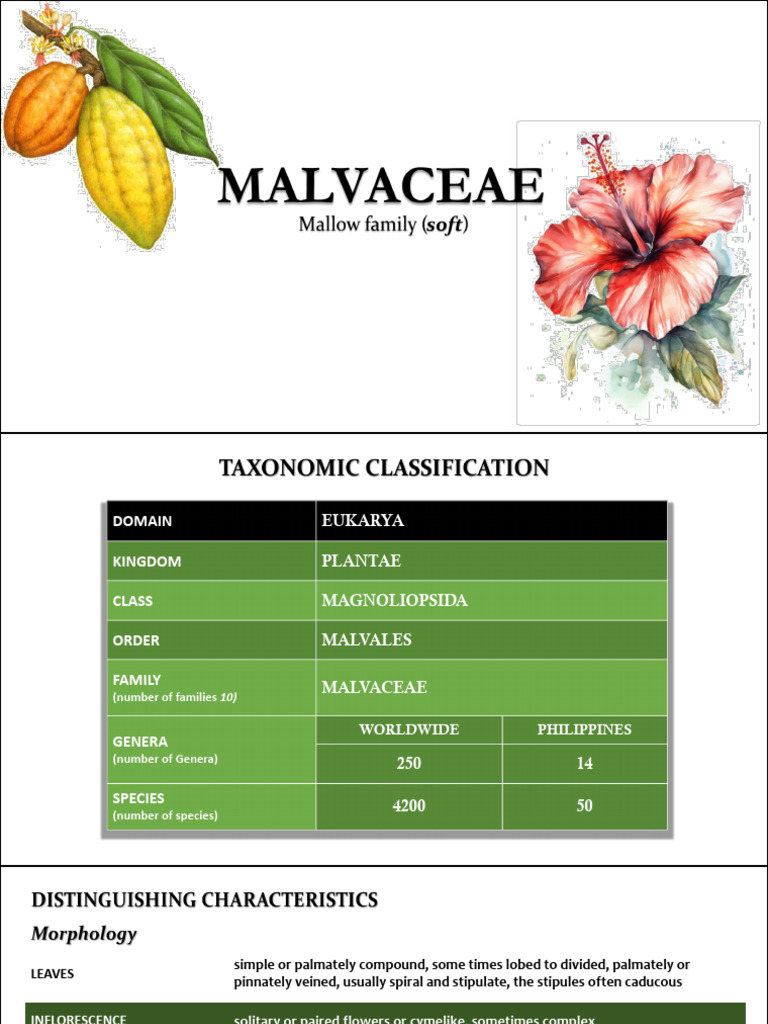 Overview of Malvaceae Family Characteristics | PDF | Wellness | Science ...