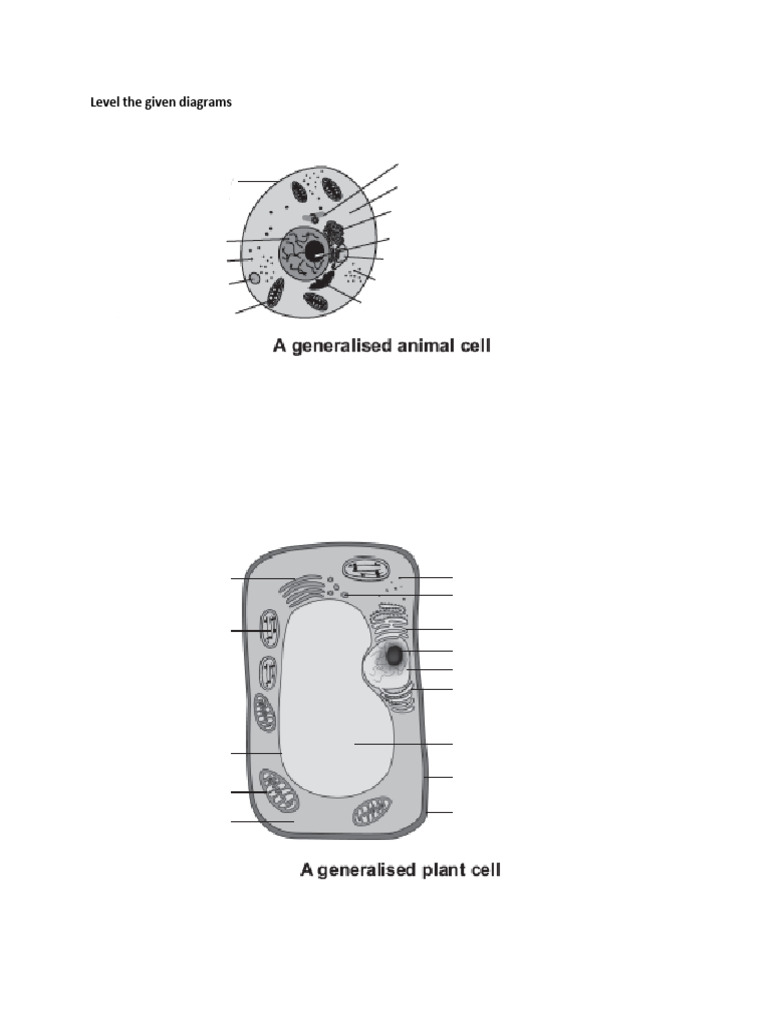 BIOLOGY IGCSE Diagrams Leveling | PDF BIOLOGY IGCSE Diagrams Leveling | PDF