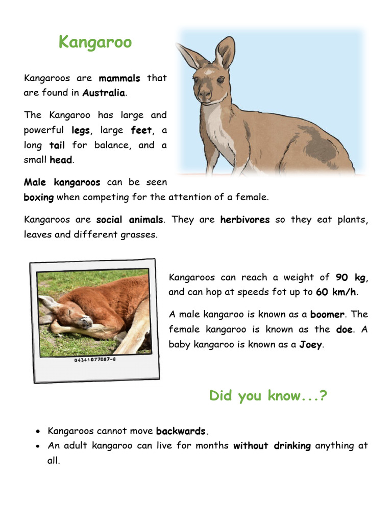Kangaroo Worksheet Templates Layouts - 113965 | PDF