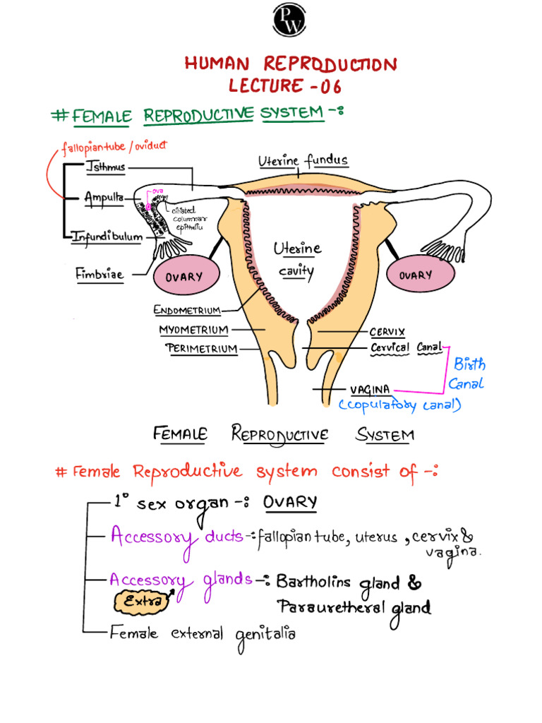 645cfee01064f40018ea7e8e - ## - Human Reproduction Handwritten Notes ...