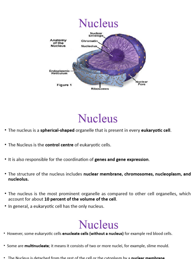 Nucleus | PDF