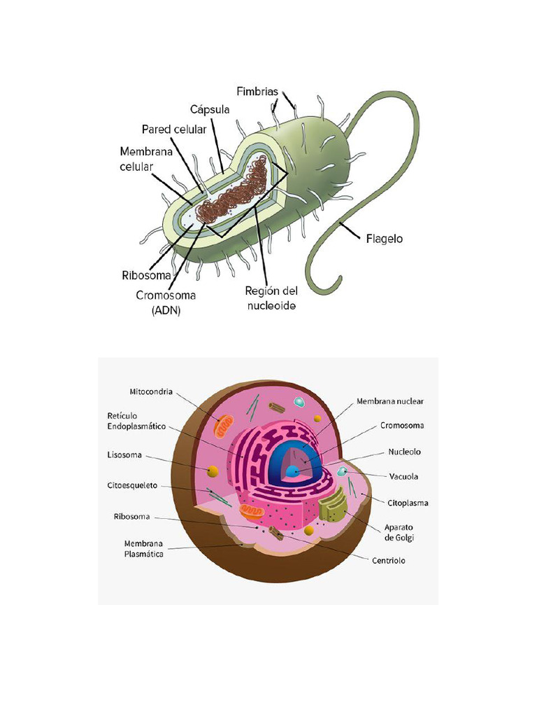 Mapa Conceptual De C Lulas Eucariotas Vs Procariotas