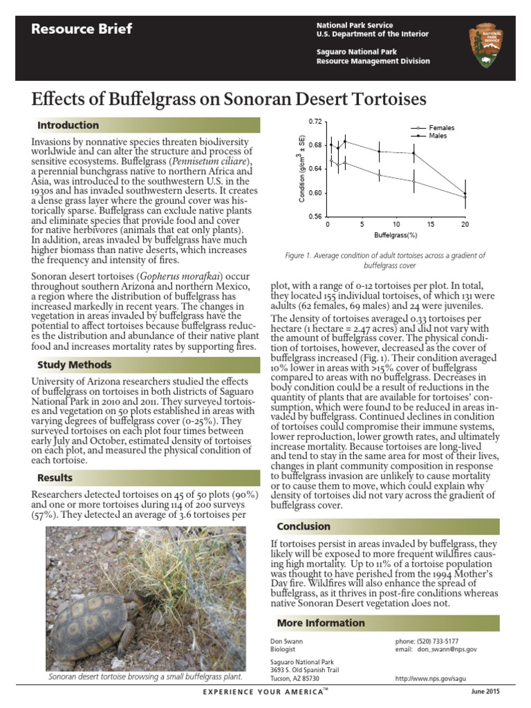 Buffelgrass Tortoises | PDF