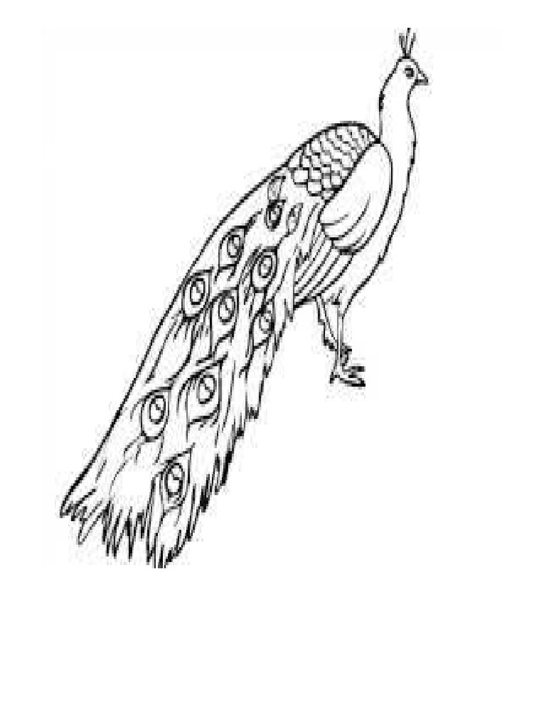 Burung Merak | PDF
