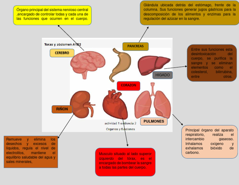 Organos y Sus Funciones | PDF