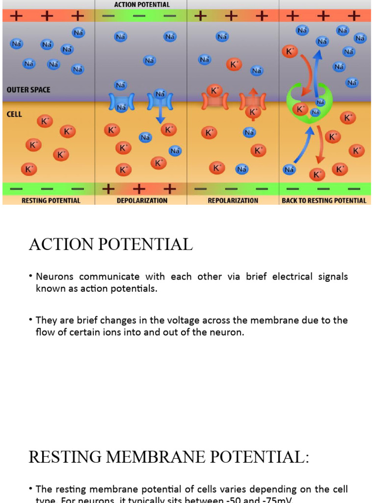ACTION POTENTIAL | PDF