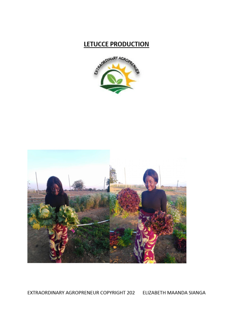 Lettuce Production | PDF