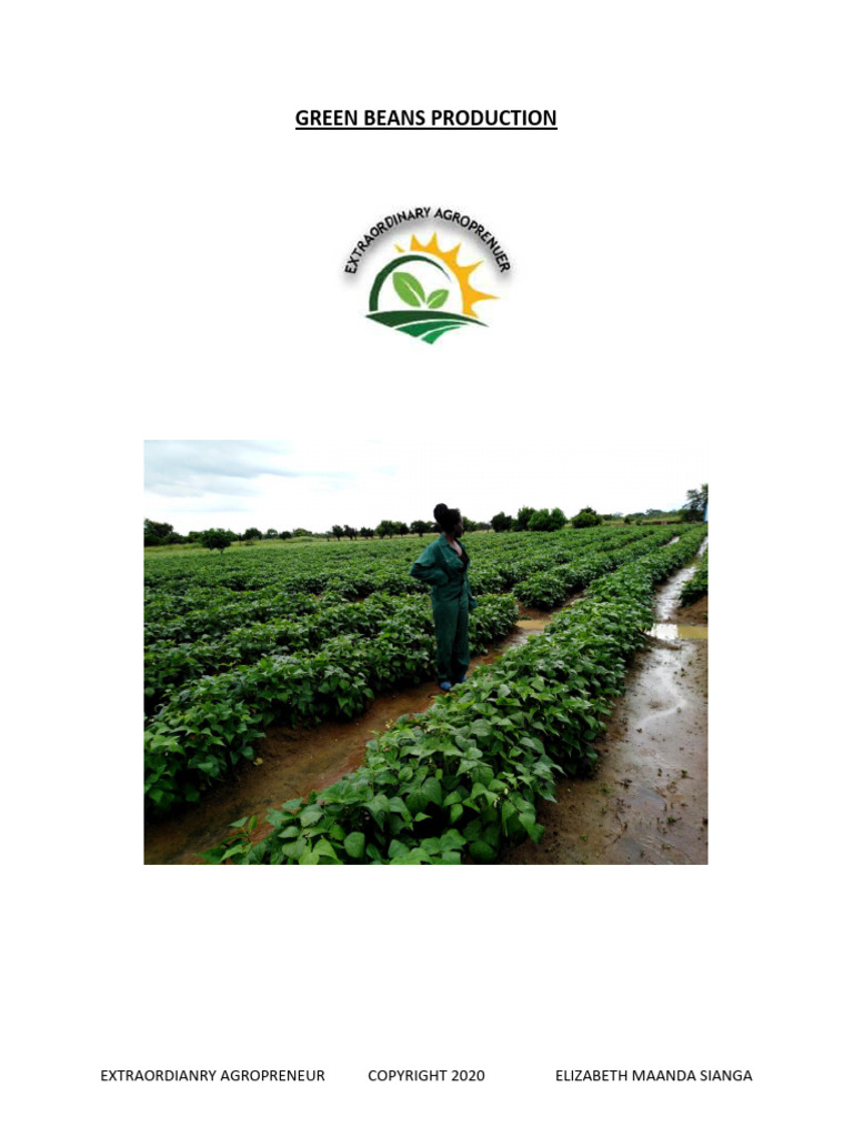 Green Beans Production | PDF