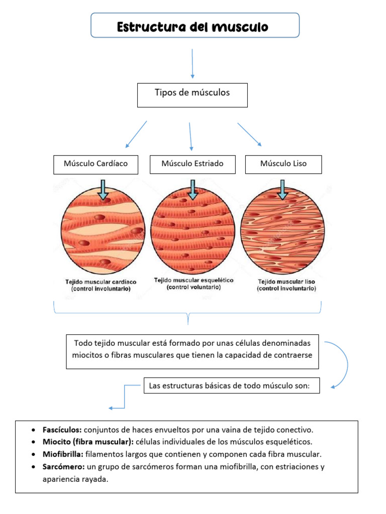 Esquema de La Estructura Del Musculo | PDF