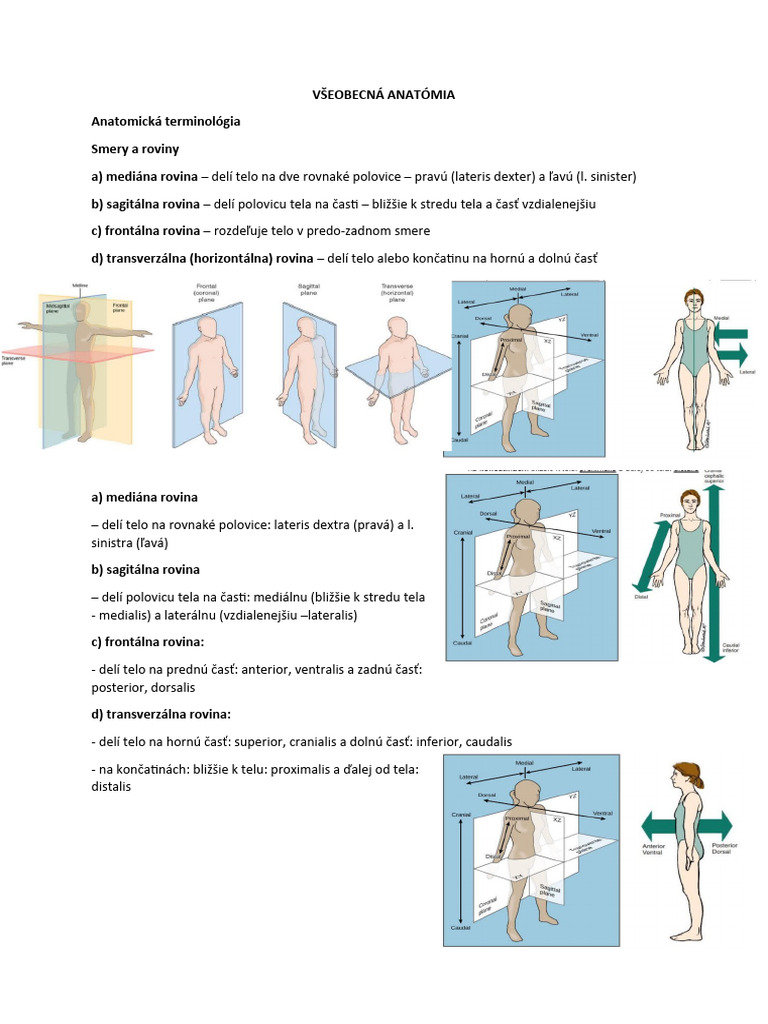 Všeobecná Anatómia | PDF
