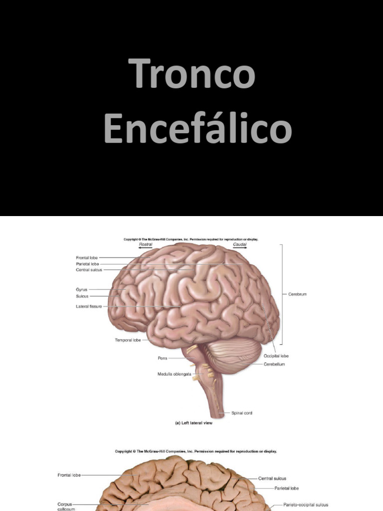 Anatomía del Tronco Encefálico | PDF