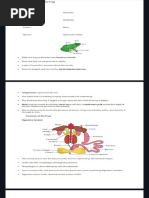 Frog Dissection Guide | PDF