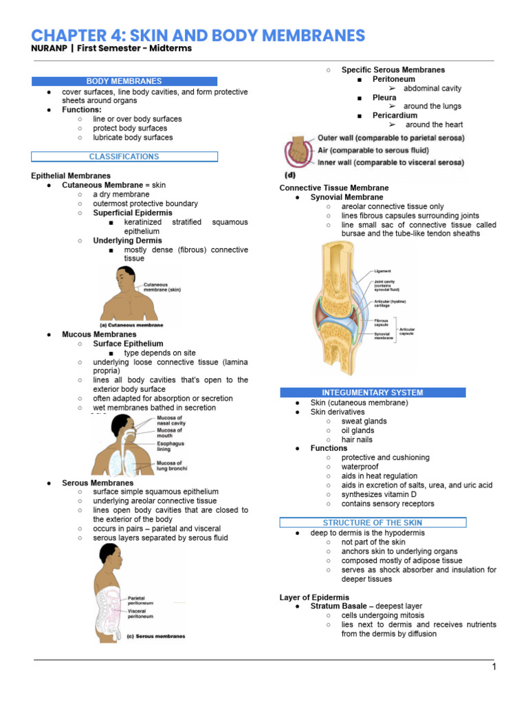 4 Chapter Anaphy | PDF