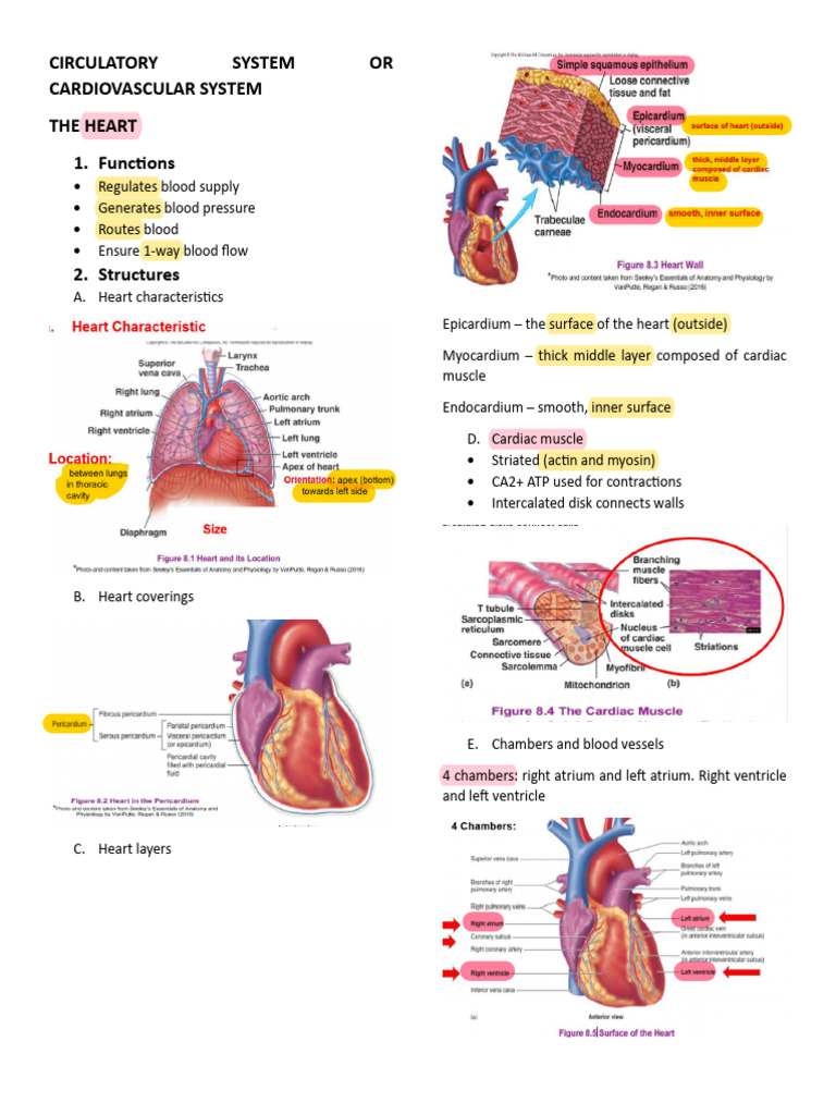 Anaphy Reviewer | PDF