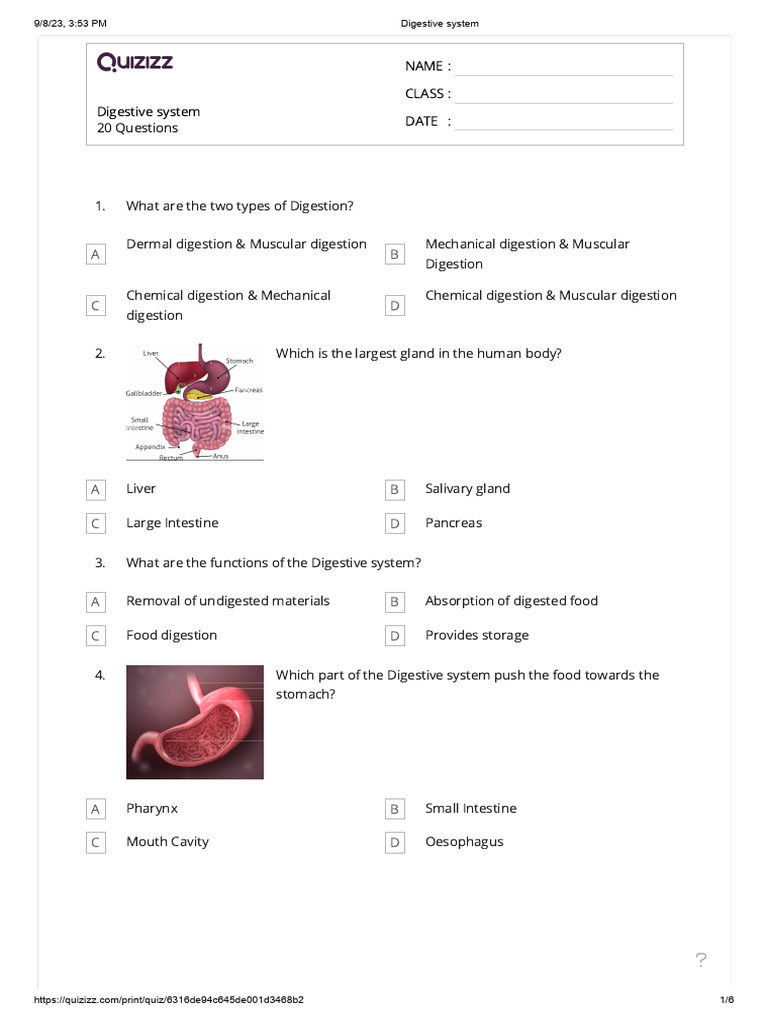 Digestive System | PDF