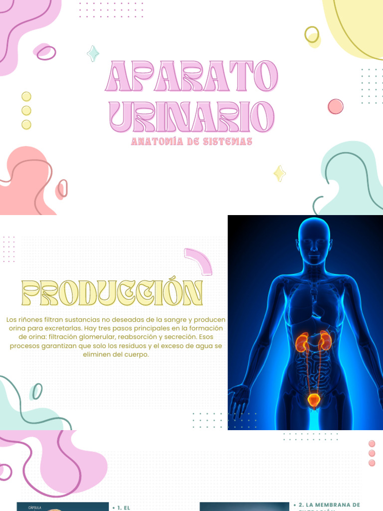 Anatomía Título - 20231206 - 001806 - 0000 | PDF