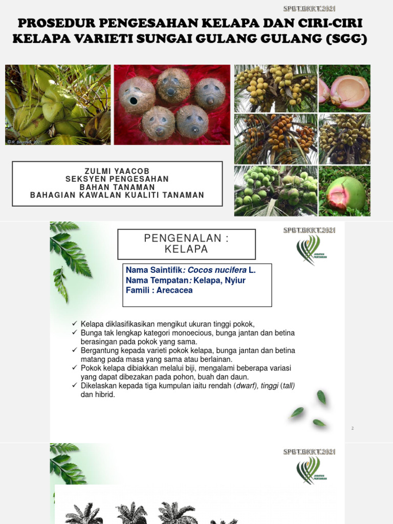 Kelapa SGG | PDF