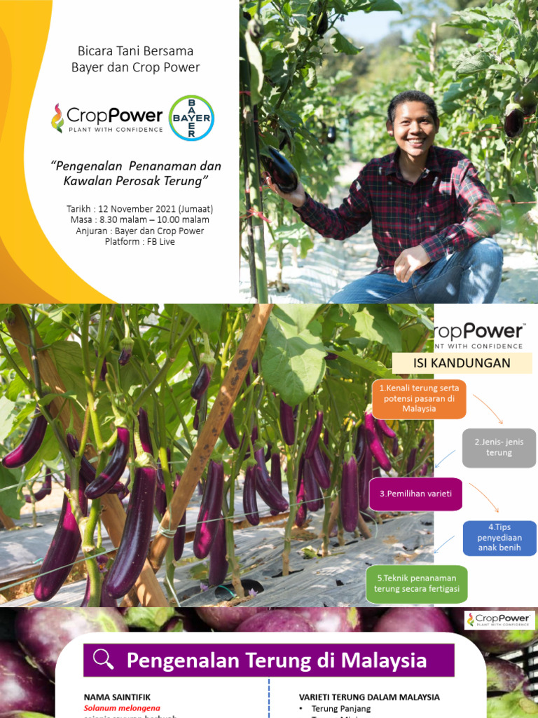 Eggplant - Bicara Tani | PDF