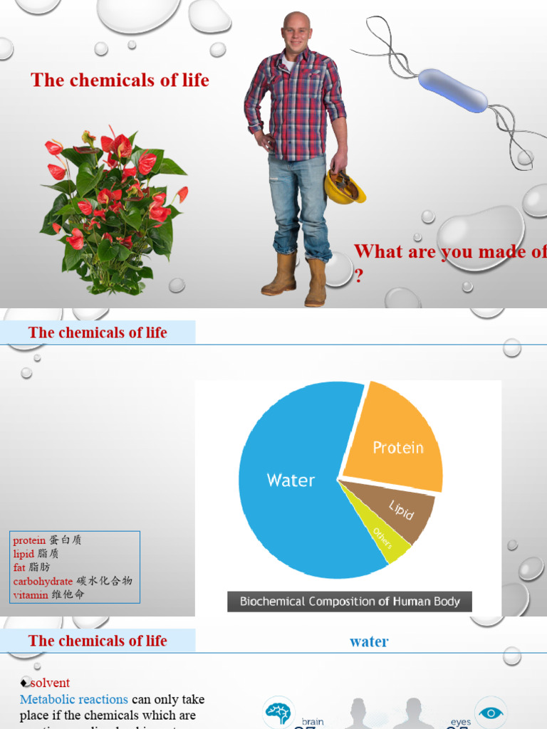 Chemistry of Life Explained | PDF