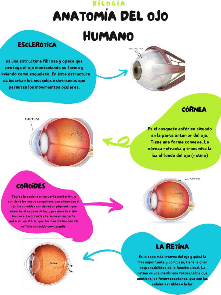 Anatomía Del Ojo Humano (1) | PDF
