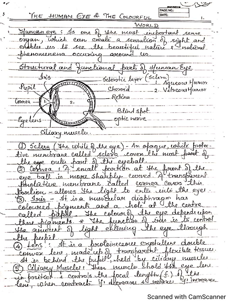 Long Notes-Human Eye and Colorful World | PDF