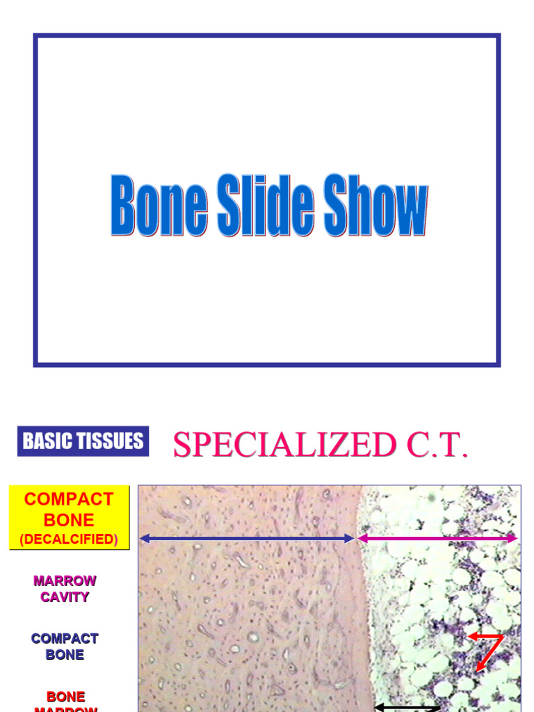 04 +Bone+Slide+Show | PDF