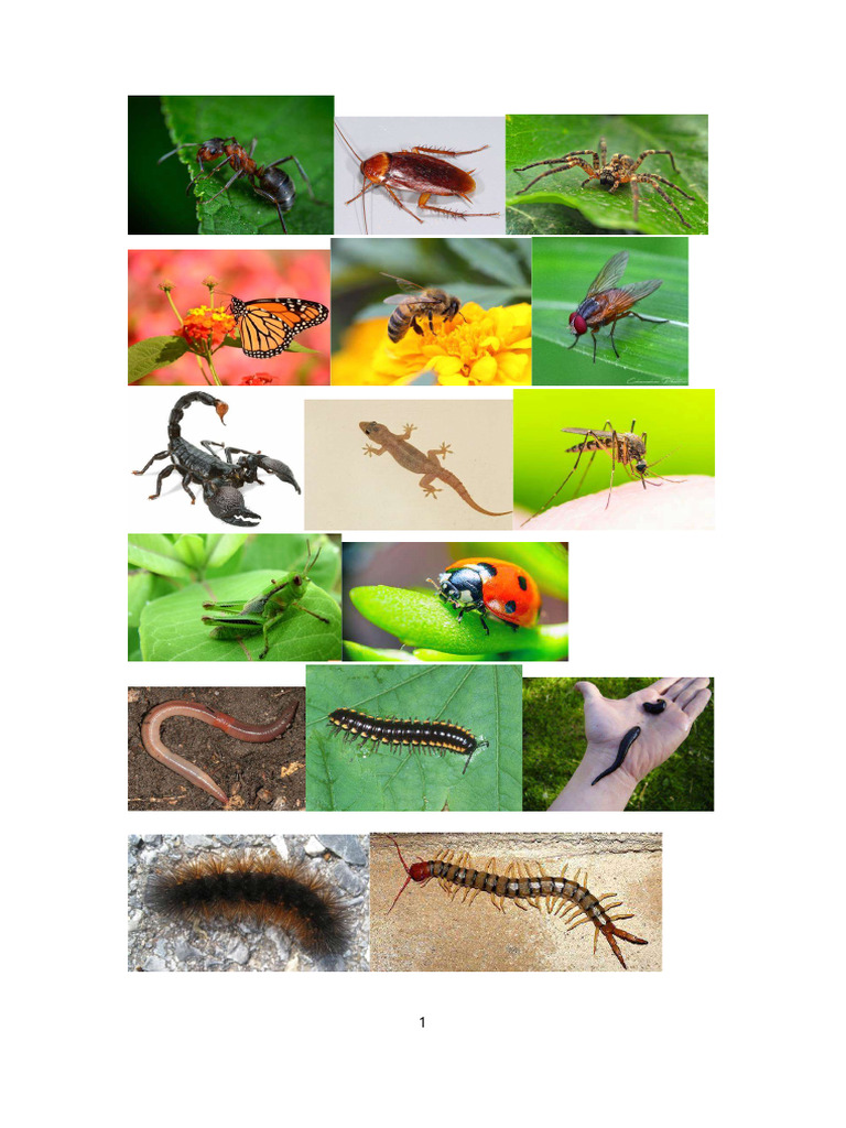 Insects Worms Pdf