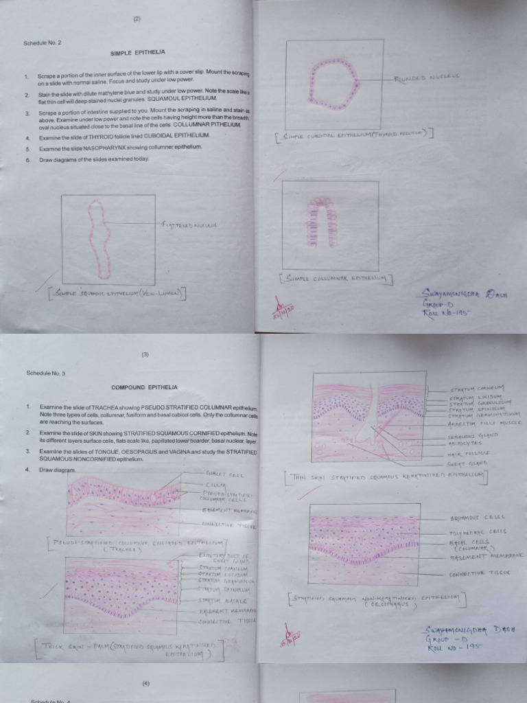 Histology Complete Diagram | PDF